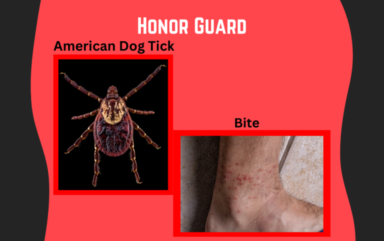 How to Outsmart the American Dog Tick: Your Essential Guide - Honor Guard